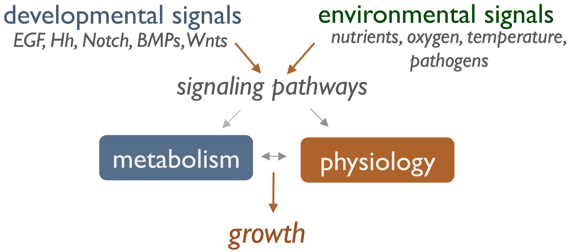 Research | The Grewal Lab